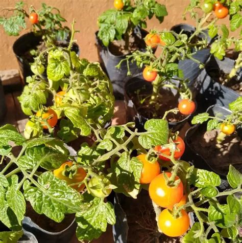 Como Plantar Tomate Cereja Tomate Cherry Passo A Passo 2024 Como