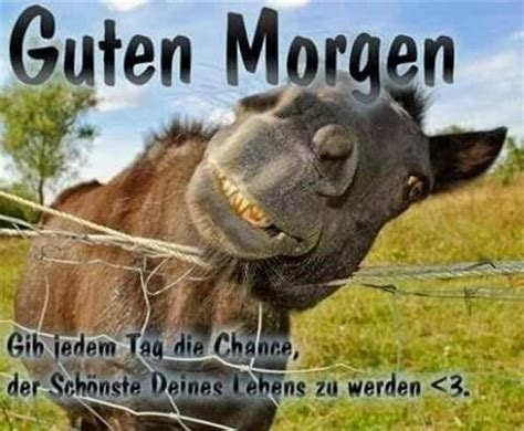 Cute Donkey Good Morning Image