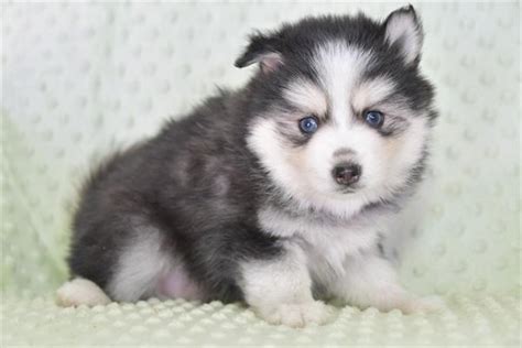 Pomsky Petland Raleigh