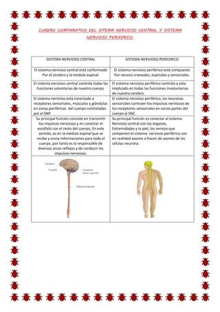 Cuadro Comparativo Anatom A Pdf