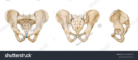 Pelvis Unlabeled