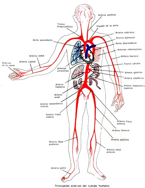 APRENDE y DISFRUTA con las CIENCIAS NATURALES Circulación en humanos