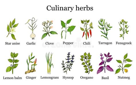 Sistema Dibujado Mano De Hierbas Y De Especias Culinarias Ilustraci N