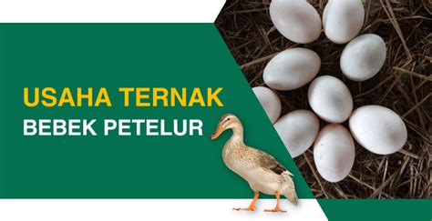 Usaha Ternak Bebek Petelur Begini Cara Dan Triknya