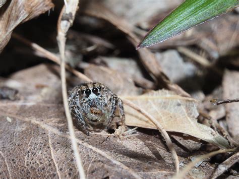 Three Spotted Paradise Spider From Croom Rital Rd Brooksville FL US