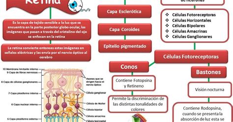 Alejandro Valenzuela Blog de Fisiología Básica UAS Retina