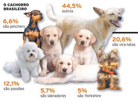 Brasil um país canino Raças de cachorro mais populares no Brasil