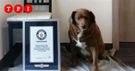 Bobi Il Cane Pi Vecchio Del Mondo Ha Anni