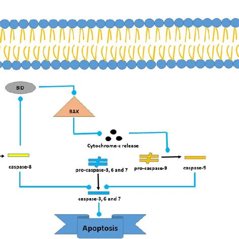The role of the PPAR γ receptor in the process of apoptosis in lung