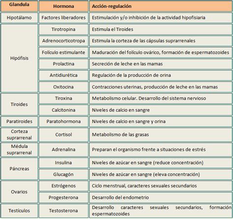 Cuáles son las hormonas del sistema endocrino Cuerpo humano