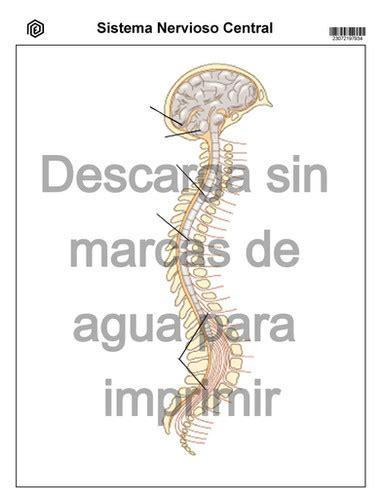 Sistema Nervioso Sin Nombres Home