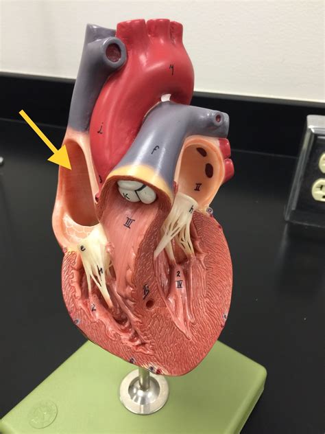 A P Lab Practical Heart Flashcards Memorang