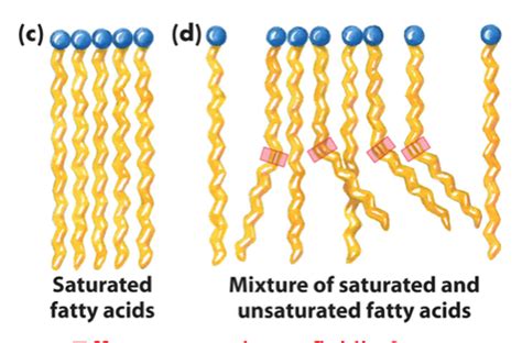 Chapter 7 Membrane Structure And Function Flashcards Quizlet