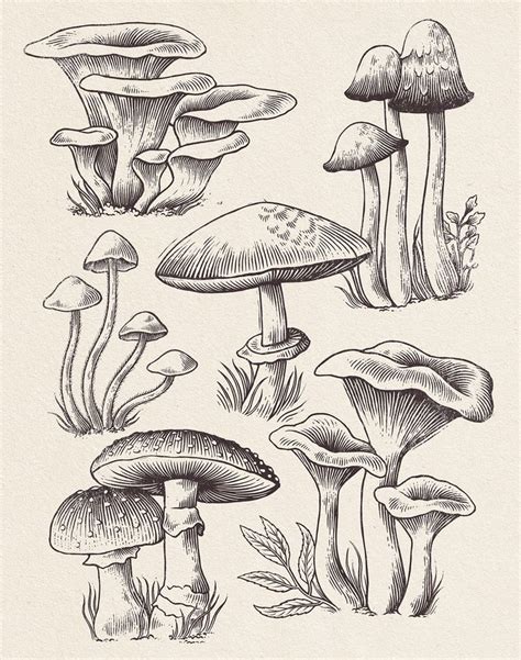 Several Different Types Of Mushrooms Are Shown In This Hand Drawn