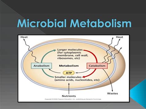 SOLUTION Microbial Metabolism Lecture Part A Studypool