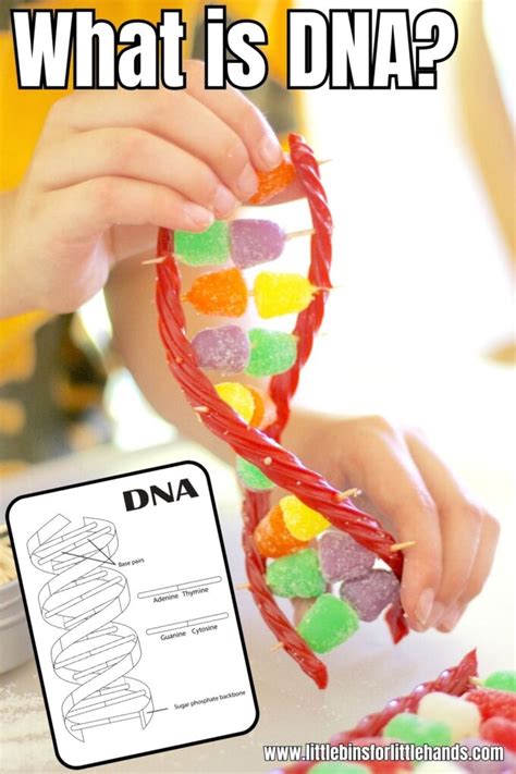 D Dna Model Project Ideas
