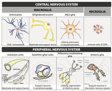 Neuroglial Cell Types