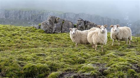 Sheep Graze On The Background Of Majestic Nature Fog And Moss Iceland
