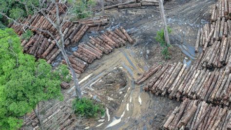 Alertas de desmatamento na Amazônia atingem 1 062 km2 e batem recorde