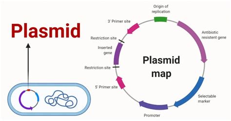 Plasmids Structural Details Functional Roles And Applications In