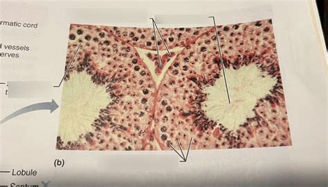 Histology Of Testis Diagram Quizlet