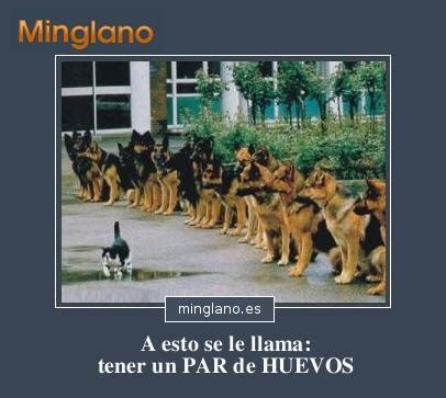 IMÁGENES de PERROS con FRASES DIVERTIDAS