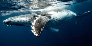 Cómo se reproducen las ballenas Descúbrelo