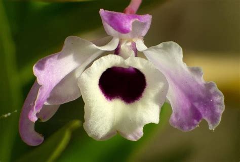 Cultivando Beleza Orquídea Olho de Boneca Dendrobium nobile
