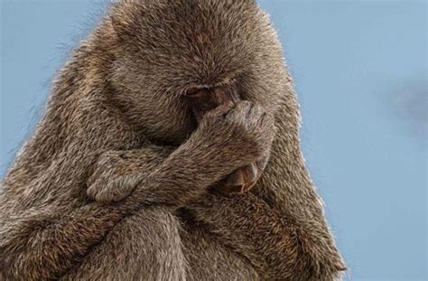 Fotos Engra Adas De Animais Para Perfil Do Whatsapp Desde Hace Alg N
