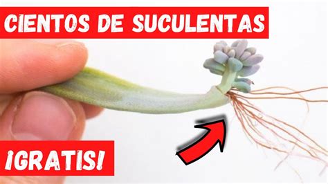COMO REPRODUCIR SUCULENTAS por HOJA EL MEJOR MÉTODO por ESQUEJE