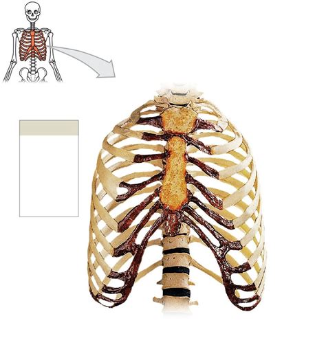 Thoracic Cage Diagram Quizlet