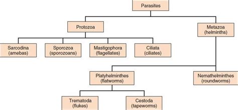 Parasitology Vocabulary Diagram Quizlet