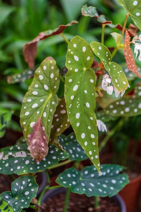 Begonia Ala de Ángel flores grandes y bonitas Cuidar Plantas
