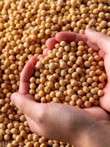 Os Maiores Produtores De Arroz Do Brasil Blog Superbid