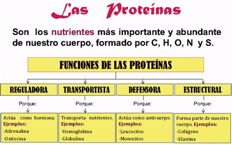 Funcion Mas Importante De Las Proteinas Dinami