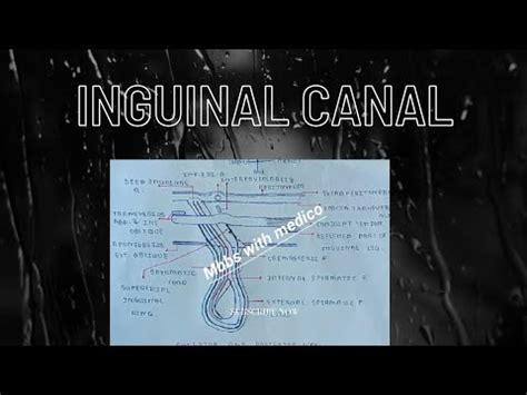 Inguinal Canal With Diagrams Anatomy Abdomen YouTube