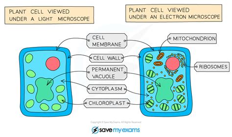 Cell Structure Gidemy Class Notes