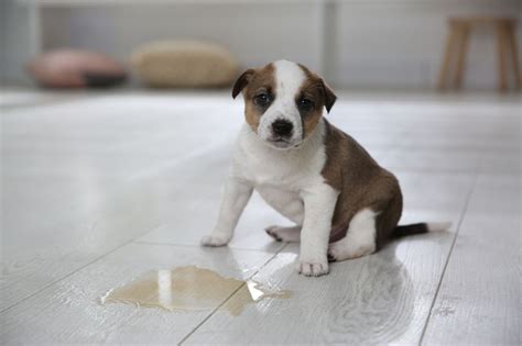 Apprendre la propreté à son chiot 4 conseils pour éduquer son chien à