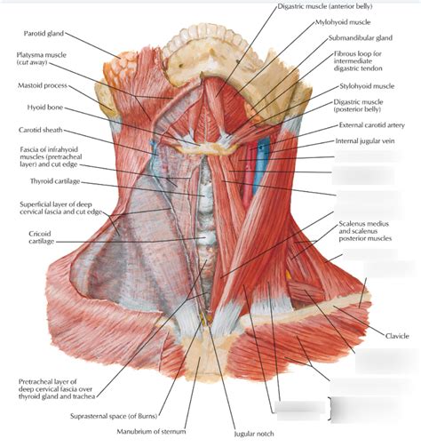 Infrahyoid And Suprahyoid Muscles Diagram Quizlet