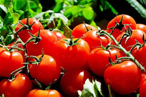 Como Plantar Tomate Cereja Em Vaso E Desfrutar De Snacks Saudáveis