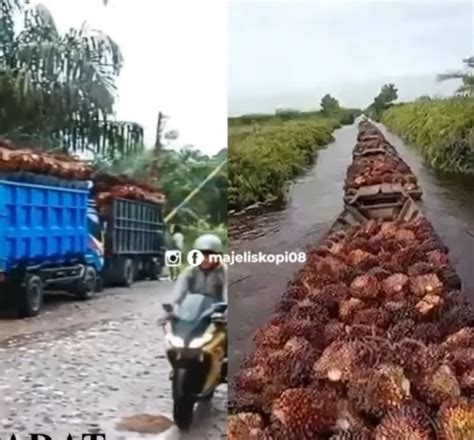 Harga Sawit Riau Naik Signifikan Ini Daftarnya Detak24