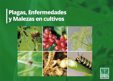 Plagas Enfermedades Y Malezas En Cultivos Cemaagri