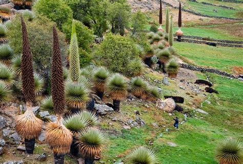 Lugares turísticos de Ayacucho imperdibles Viajes Fantásticos