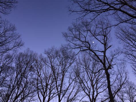 Free Images Tree Nature Forest Branch Snow Winter Cloud Sky