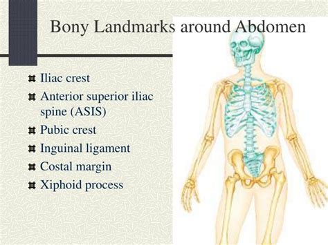 Abdominopelvic Cavity Bony Landmarks Organs Regions