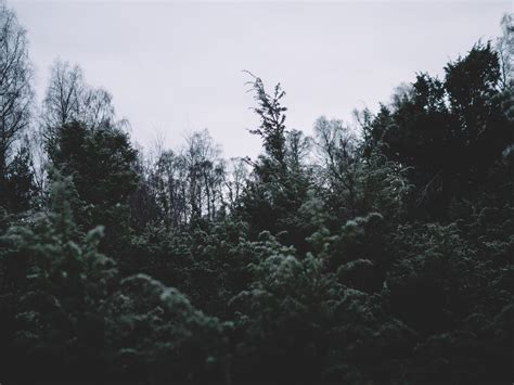 Fotos gratis árbol naturaleza bosque césped rama nieve invierno