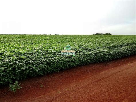 Mato Grosso Fazendas 5 000 Hectares à venda na Região Sul do Pará PA