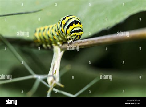 A Monarch Butterfly Danaus Plexippus Caterpillar Feeding On A Leaf Of