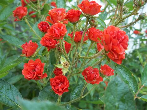 1920x1080 Wallpaper Red Petaled Flower Peakpx
