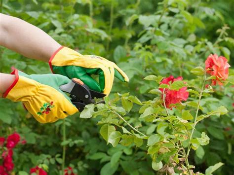 Cuando Podar Las Plantas Una Gu A Para Podar Frutas Y Vegetales